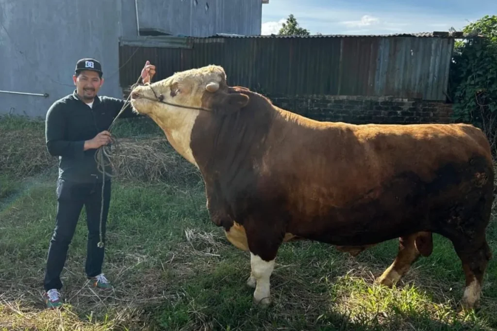 Presiden Prabowo Berkurban di Bukittinggi: Sapi Simmental 966 Kg dari ...