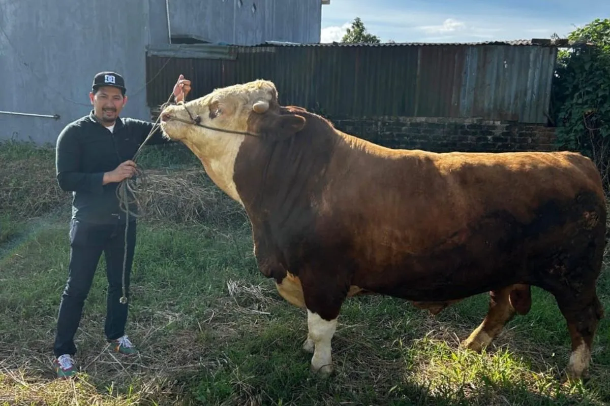 Presiden Prabowo Berkurban di Bukittinggi: Sapi Simmental 966 Kg dari ...